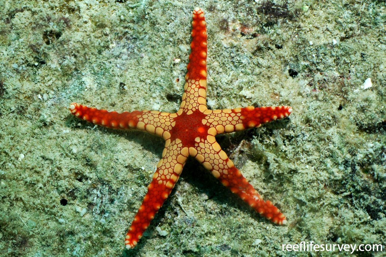 Fromia monilis - Marbled Seastar | ReefLifeSurvey.com