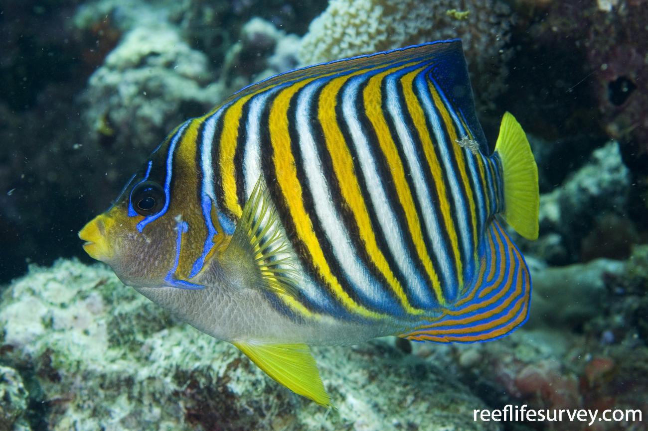 Pygoplites diacanthus - Regal Angelfish | ReefLifeSurvey.com