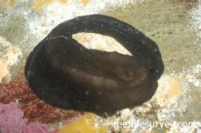 Scutus antipodes - Elephant snail | Reef Life Survey