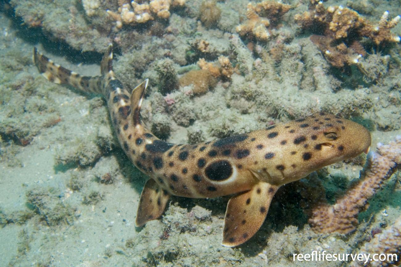 Hemiscyllium ocellatum - Epaulette Shark | ReefLifeSurvey.com