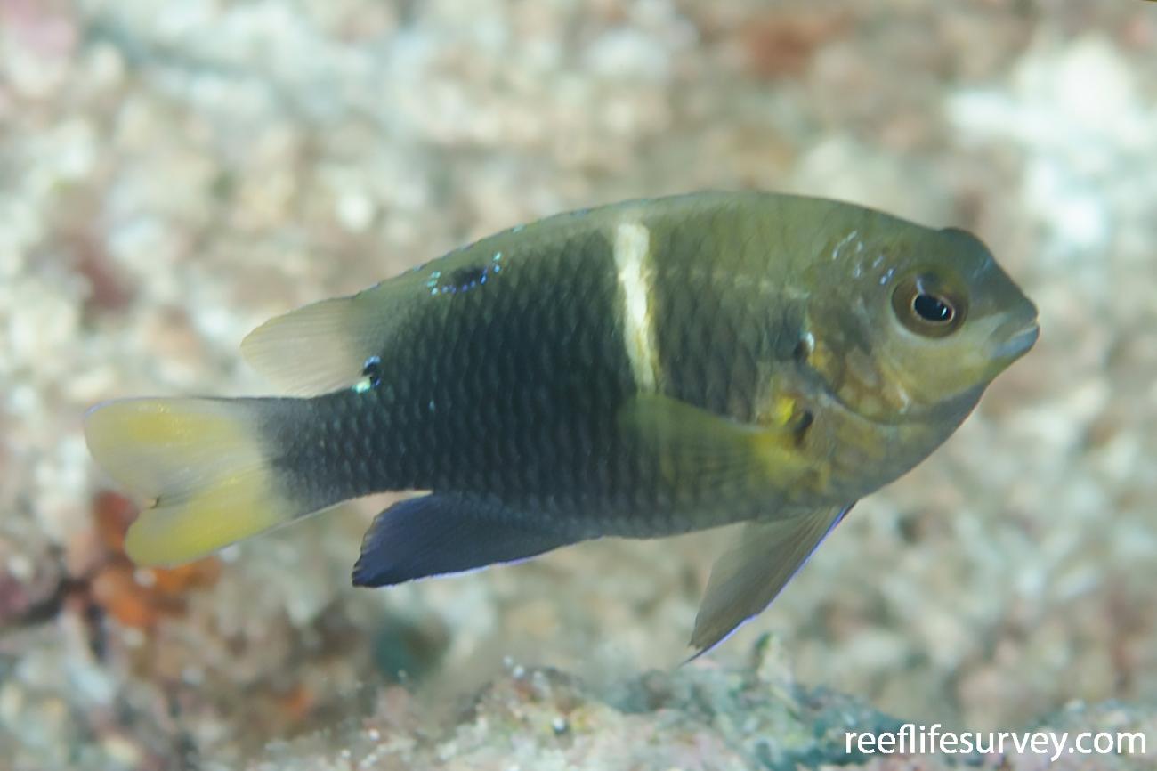 Chrysiptera biocellata - Twospot Demoiselle | ReefLifeSurvey.com