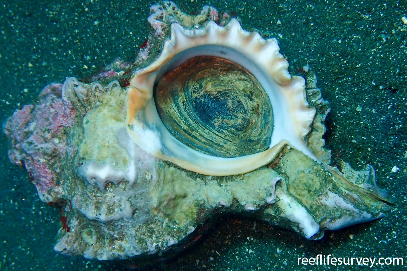 Chicoreus ramosus - Ramose Murex | ReefLifeSurvey.com