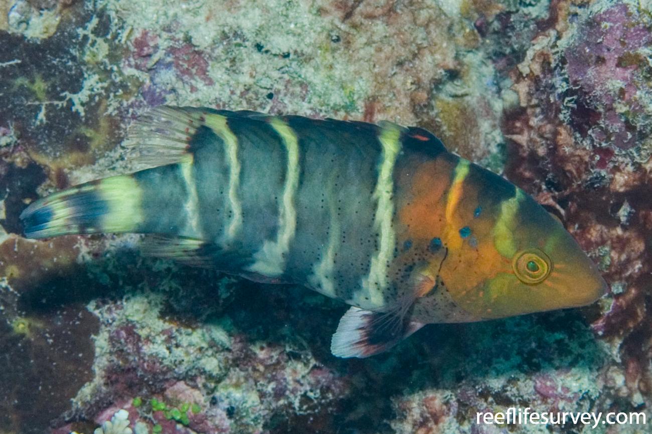 Cheilinus fasciatus - Redbreast Maori Wrasse | ReefLifeSurvey.com