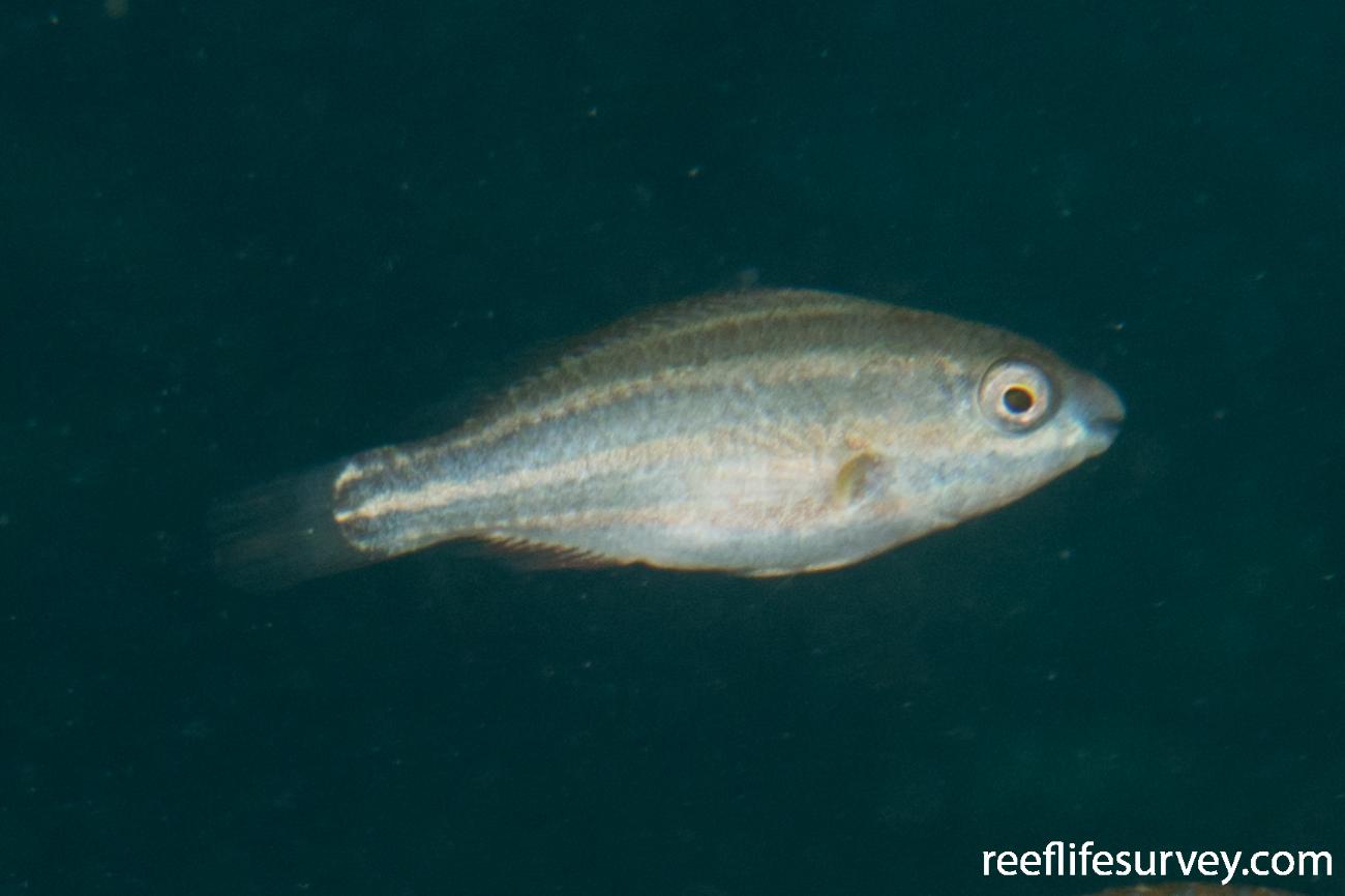 Scarus rivulatus - Surf Parrotfish | ReefLifeSurvey.com
