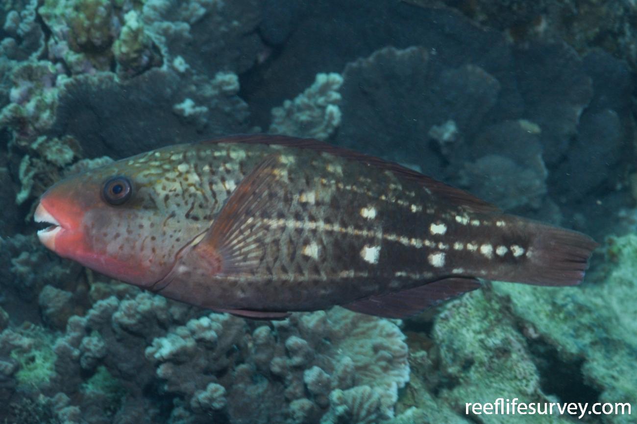 Chlorurus sordidus - Daisy Parrotfish | ReefLifeSurvey.com