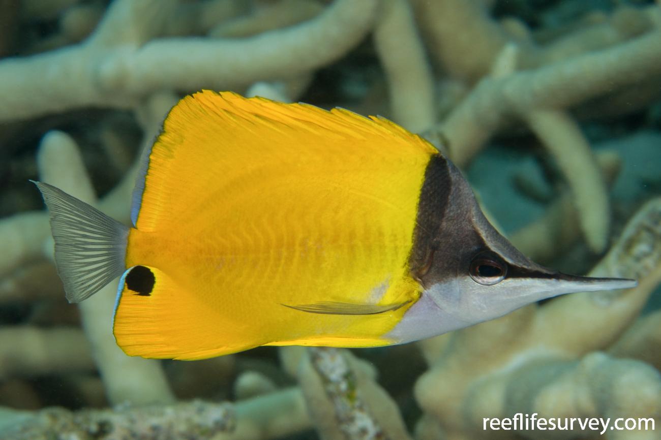 Forcipiger flavissimus - Long-nose Butterflyfish | ReefLifeSurvey.com