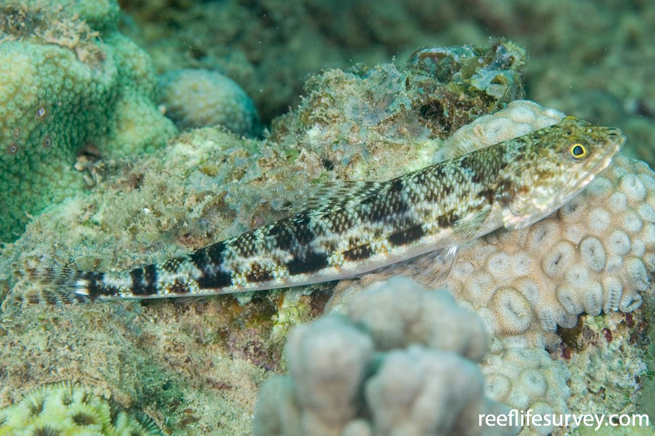 Synodus variegatus - Variegated Lizardfish | ReefLifeSurvey.com