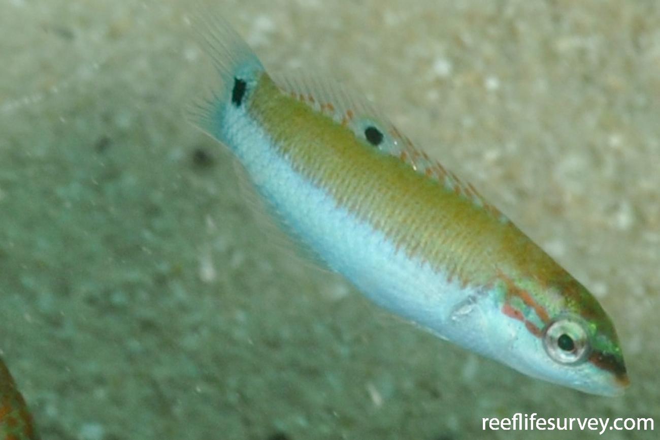 Thalassoma lunare - Moon Wrasse | ReefLifeSurvey.com