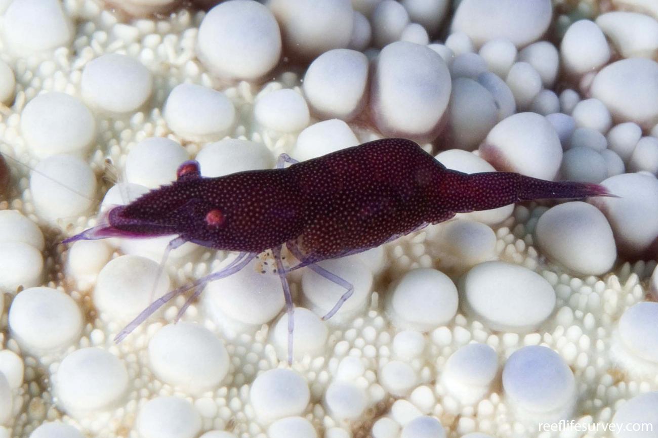 Periclimenes soror - | ReefLifeSurvey.com