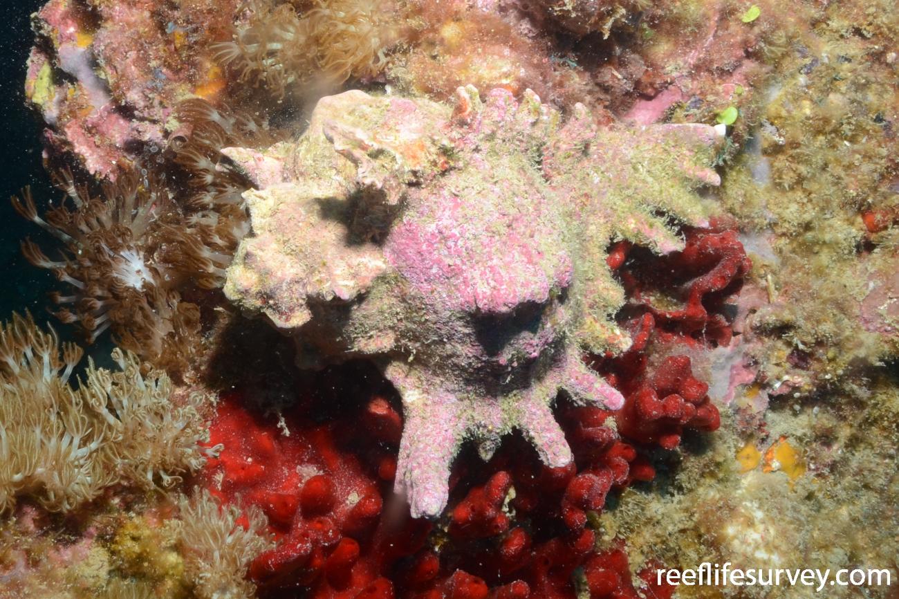 Chicoreus ramosus - Ramose Murex | ReefLifeSurvey.com