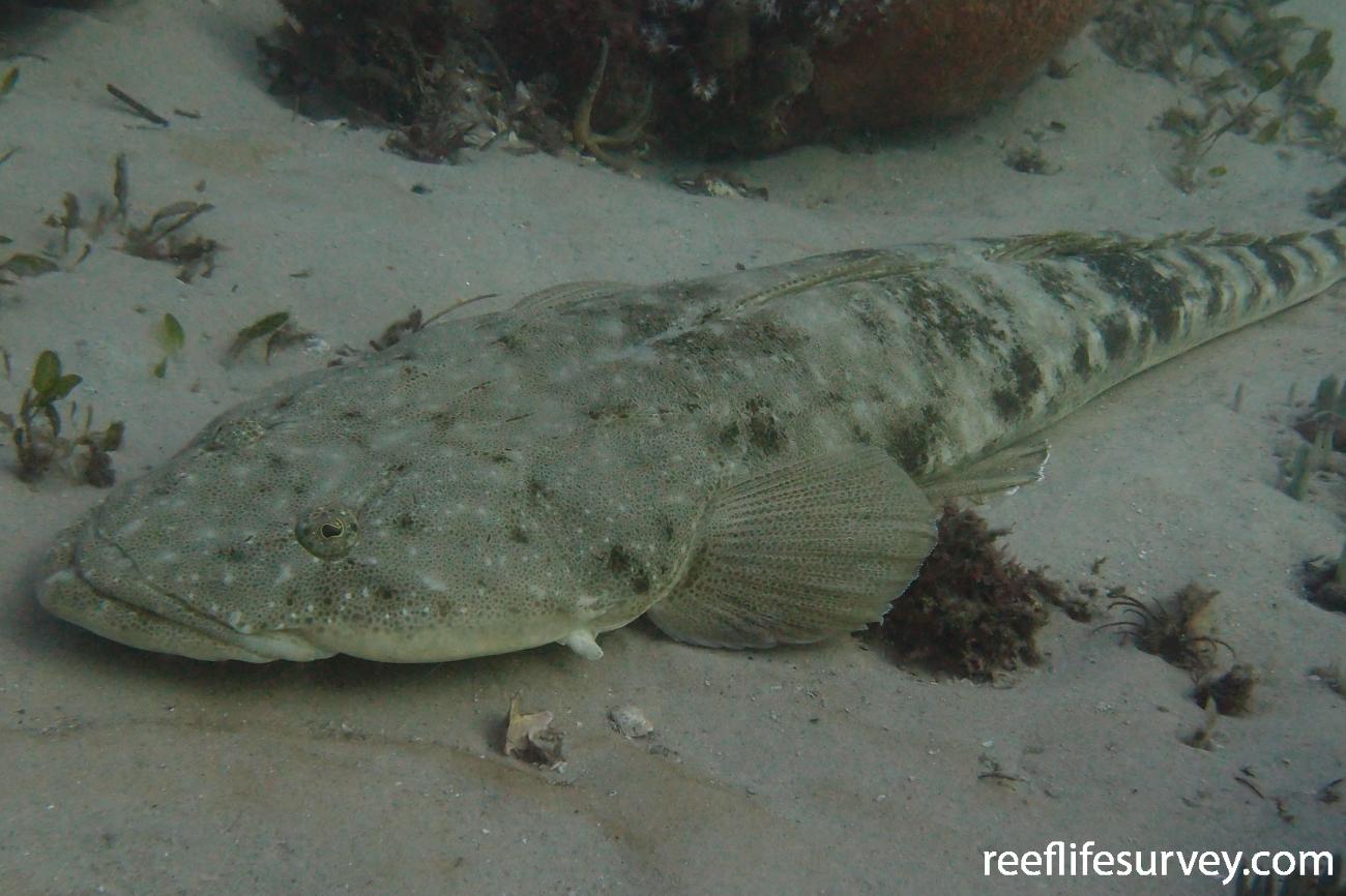 Platycephalus fuscus - Dusky Flathead | ReefLifeSurvey.com