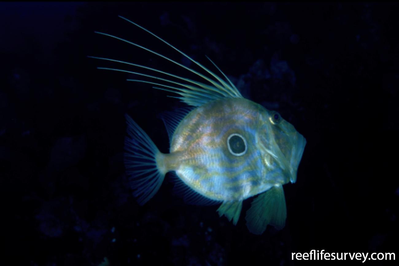 Zeus faber - John Dory | ReefLifeSurvey.com
