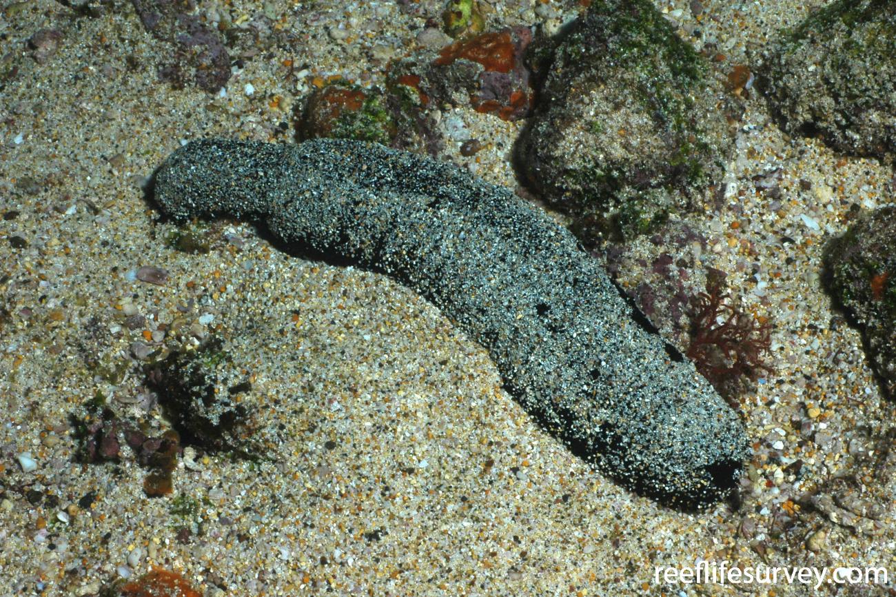 Holothuria atra - Lollyfish (sea Cucumber) | ReefLifeSurvey.com