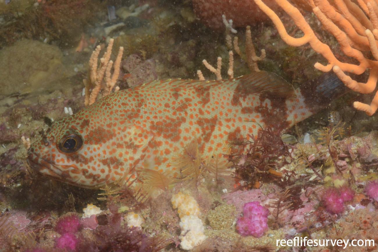 Acanthistius sebastoides - Koester | ReefLifeSurvey.com