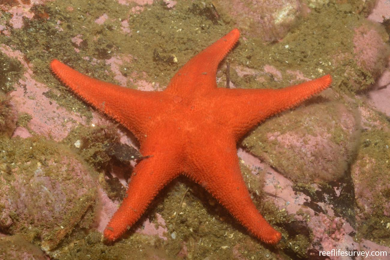 Ganeria falklandica - Serrated Hem Star | ReefLifeSurvey.com