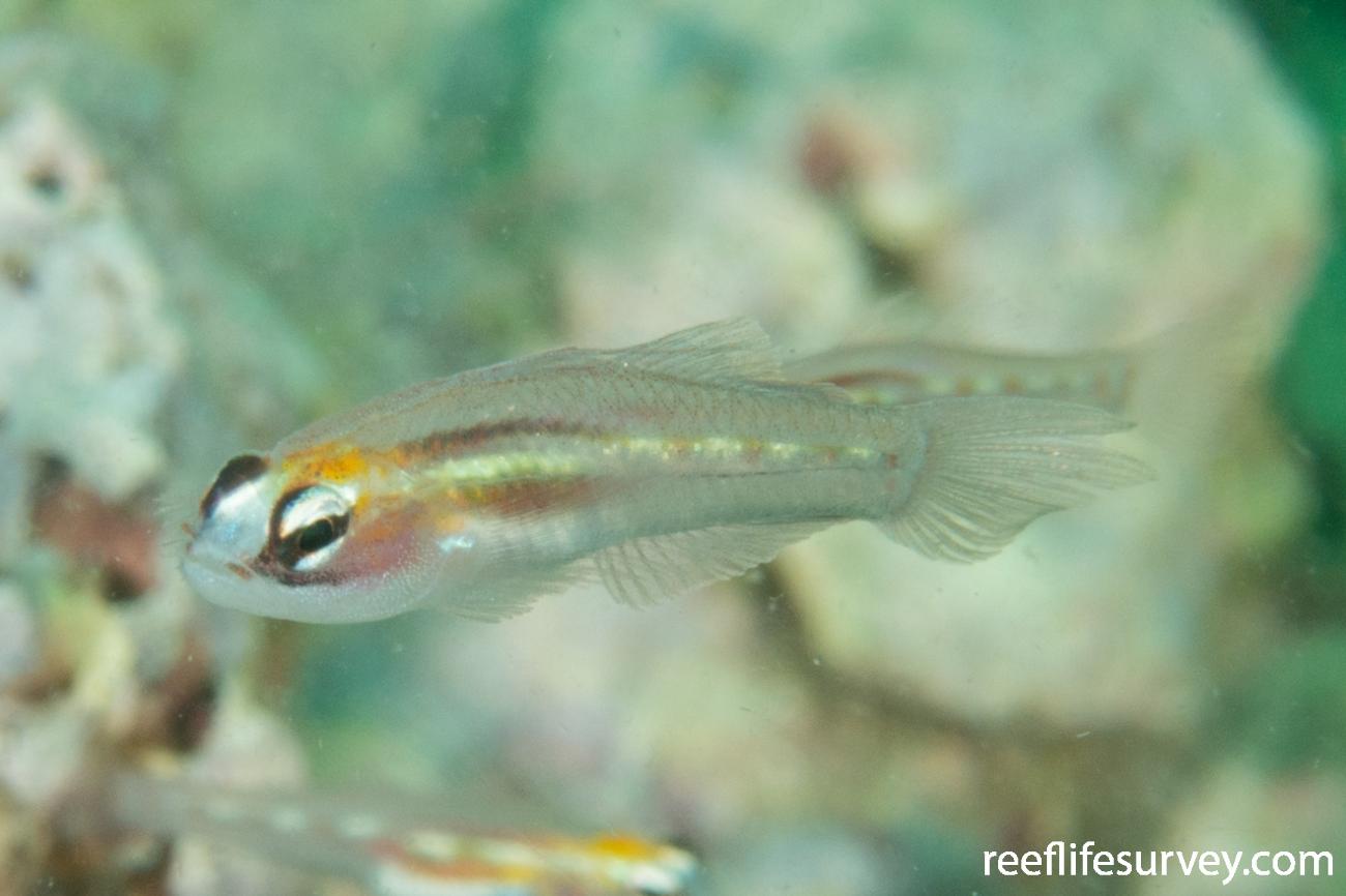 Coryphopterus personatus - Masked Goby | ReefLifeSurvey.com