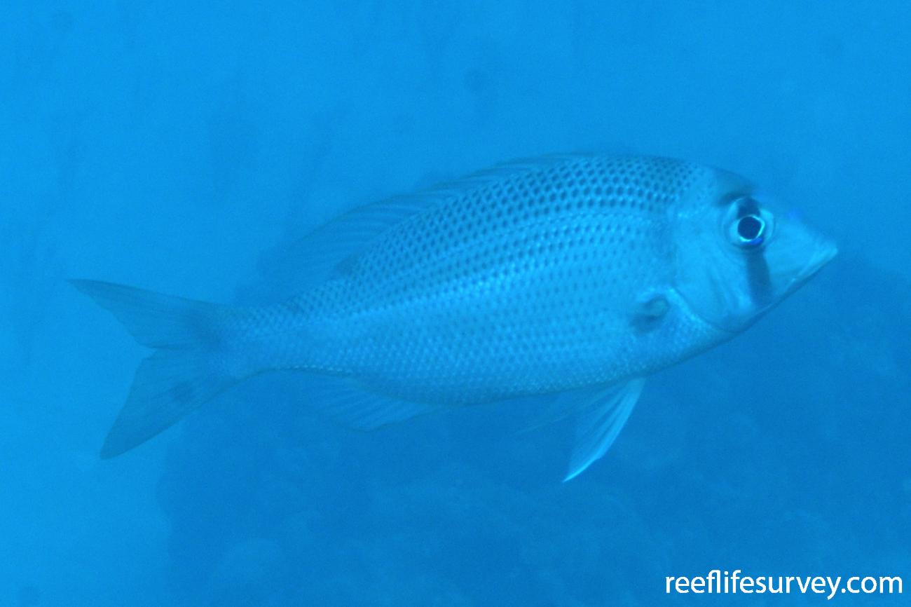 Gymnocranius microdon - Bluespotted Seabream | ReefLifeSurvey.com