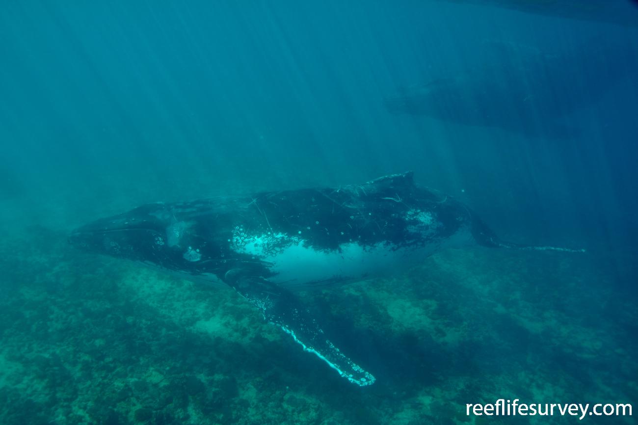 Megaptera novaeangliae - Humpback Whale | ReefLifeSurvey.com