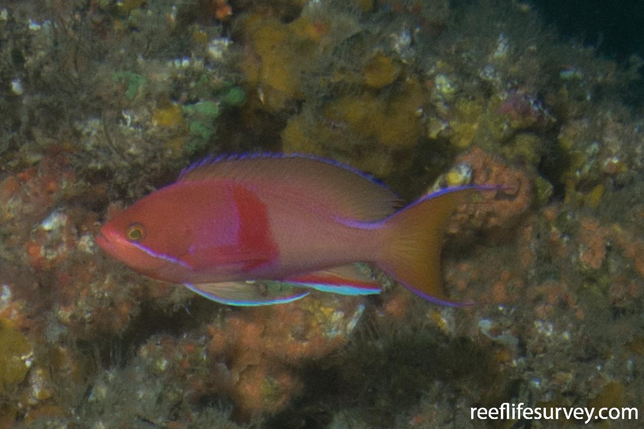 Pseudanthias rubrizonatus - Lilac-tipped Basslet | ReefLifeSurvey.com