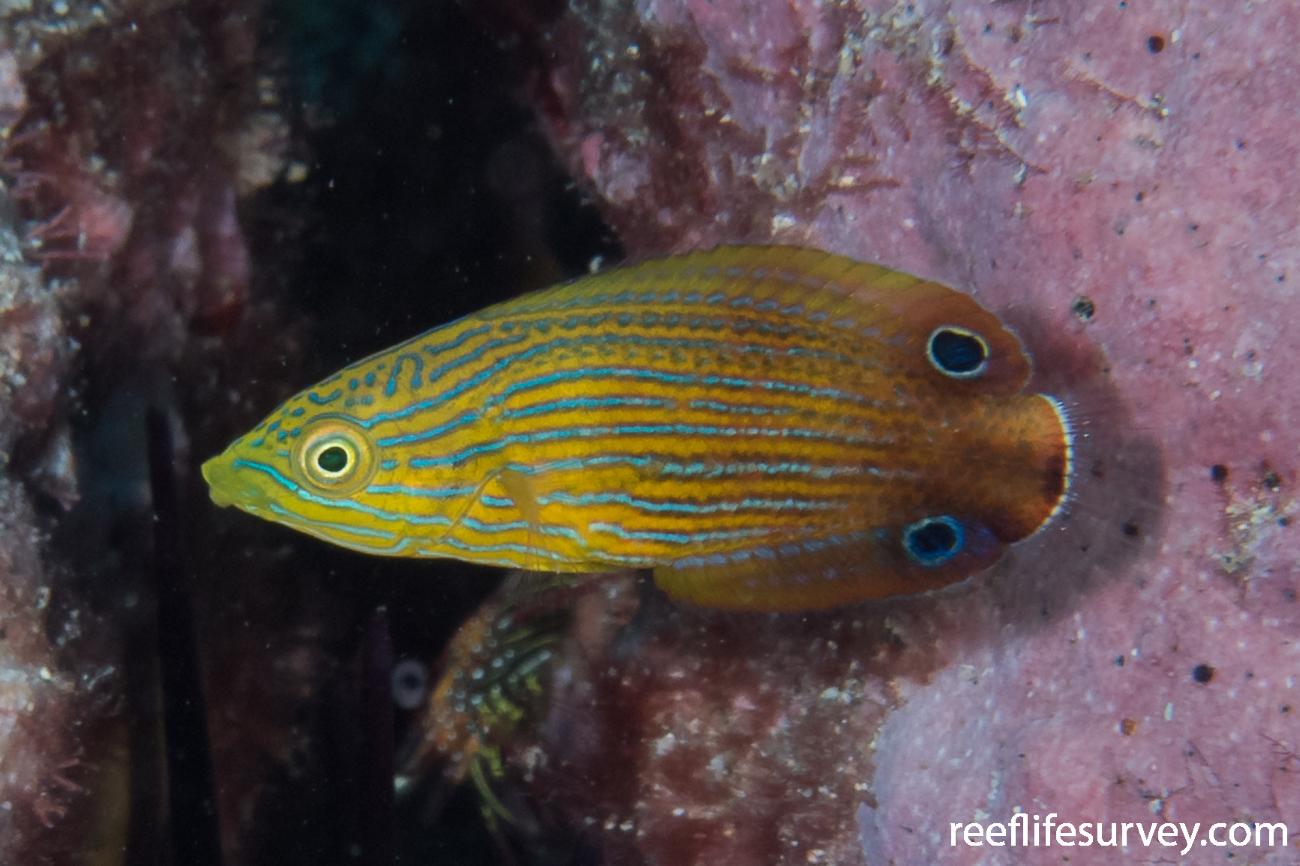 Anampses femininus - Blue-tail Wrasse | ReefLifeSurvey.com