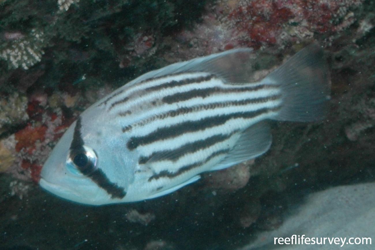 Glaucosoma hebraicum - West Australian Jewfish | ReefLifeSurvey.com