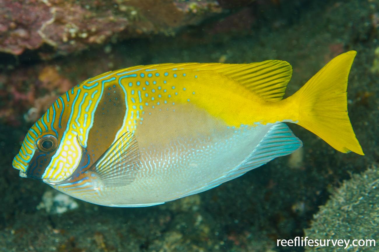 Siganus virgatus - Double-barred Rabbitfish | ReefLifeSurvey.com