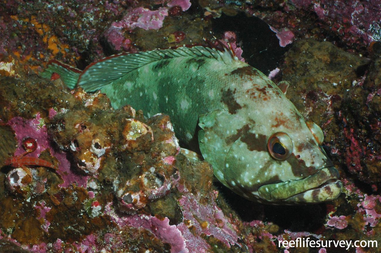 Epinephelus labriformis - Starry Grouper | ReefLifeSurvey.com
