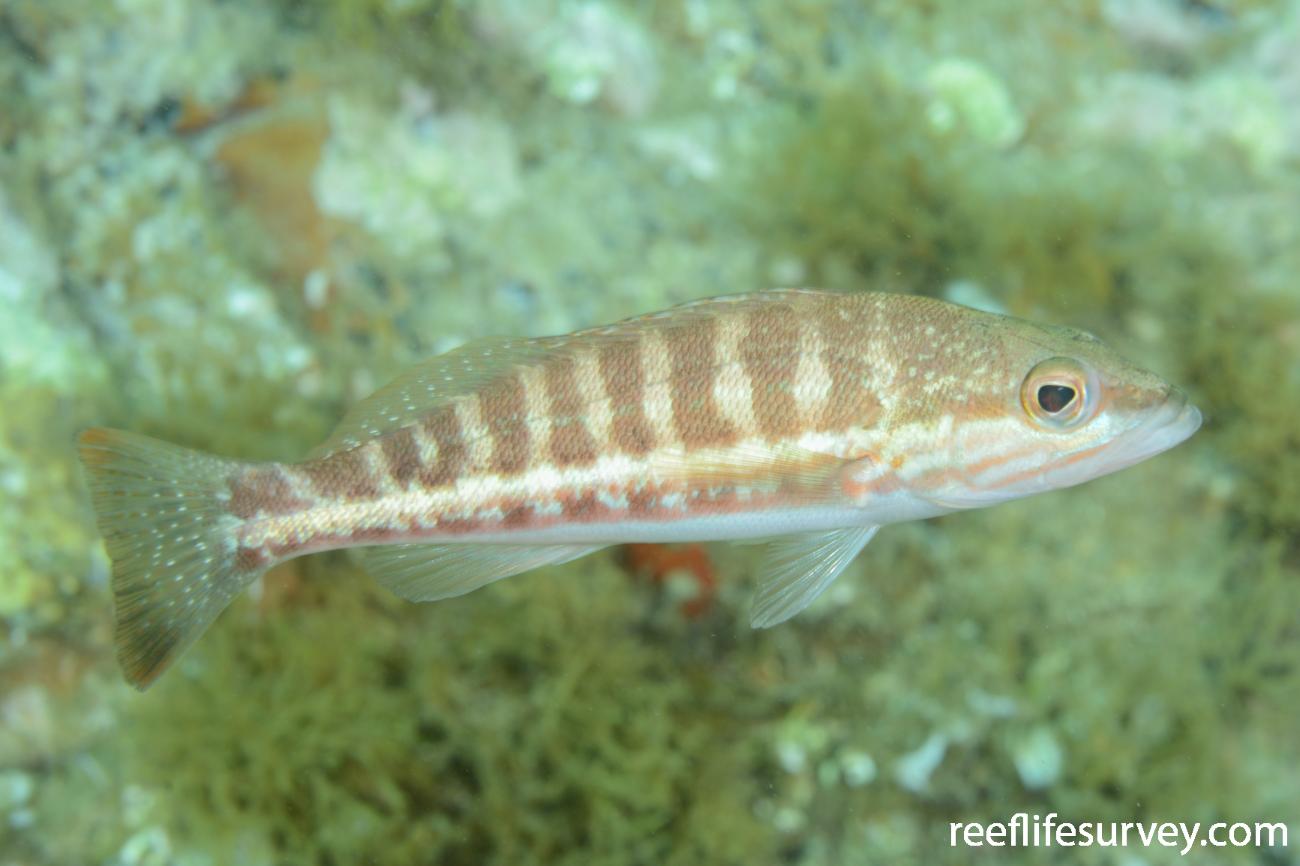 Serranus cabrilla - Comber | ReefLifeSurvey.com