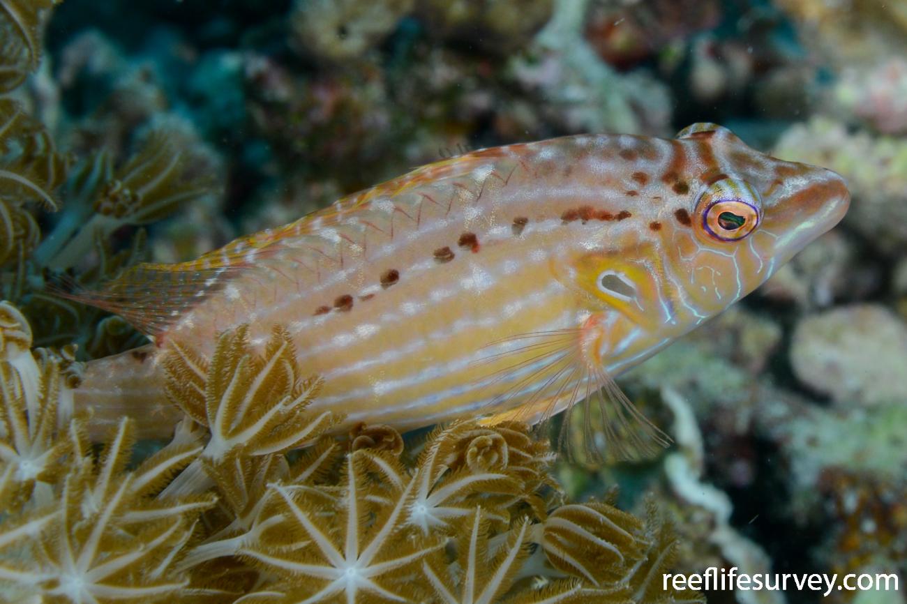 Pteragogus enneacanthus - Cockerel Wrasse | ReefLifeSurvey.com