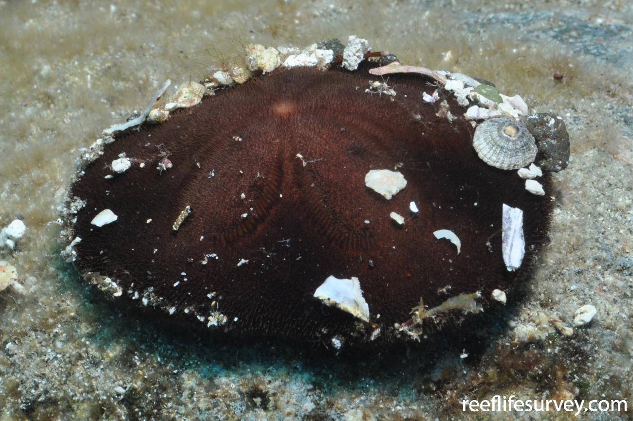 Clypeaster australasiae - Australasian Sand Dollar | ReefLifeSurvey.com