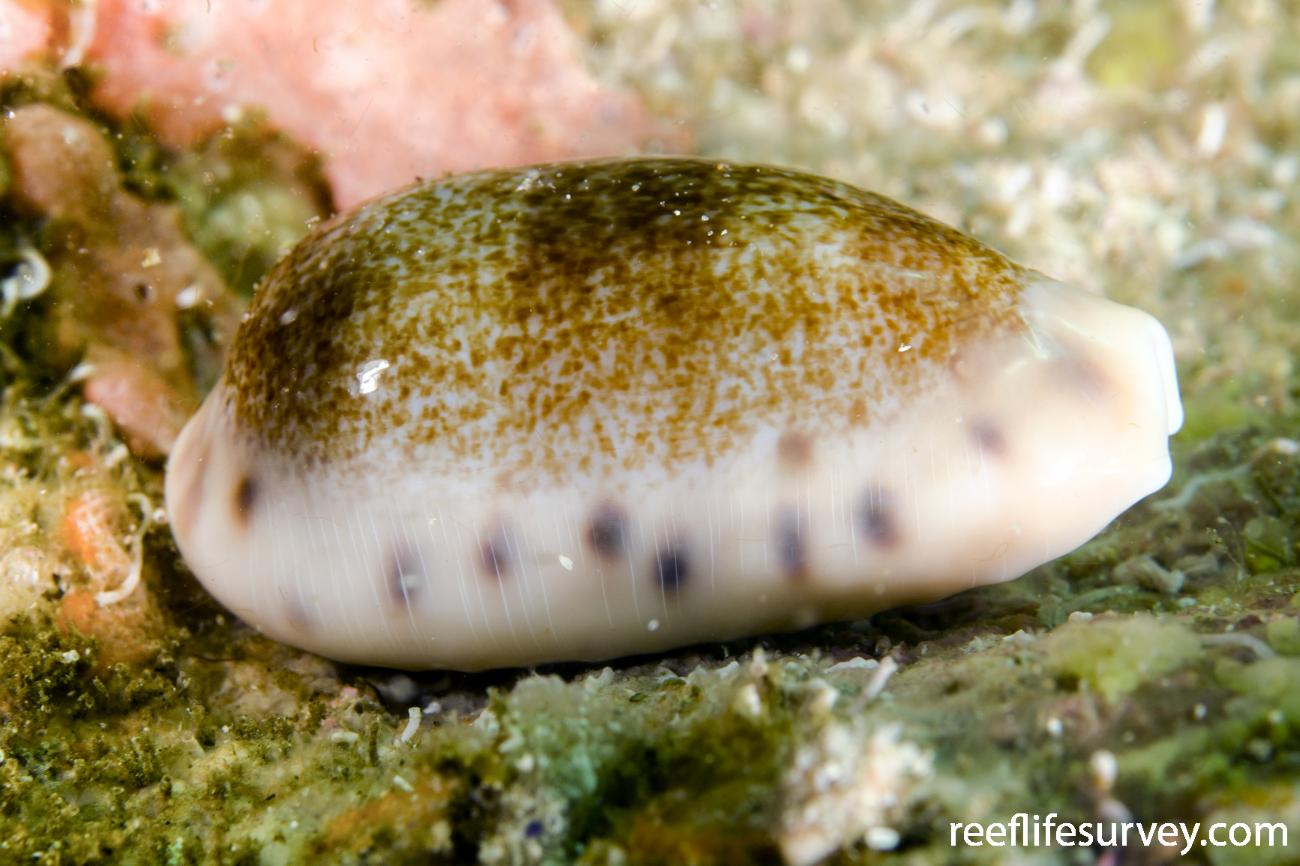 Erronea caurica - | ReefLifeSurvey.com