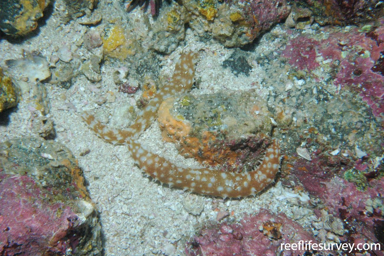 Holothuria hilla - Tiger Tail | ReefLifeSurvey.com