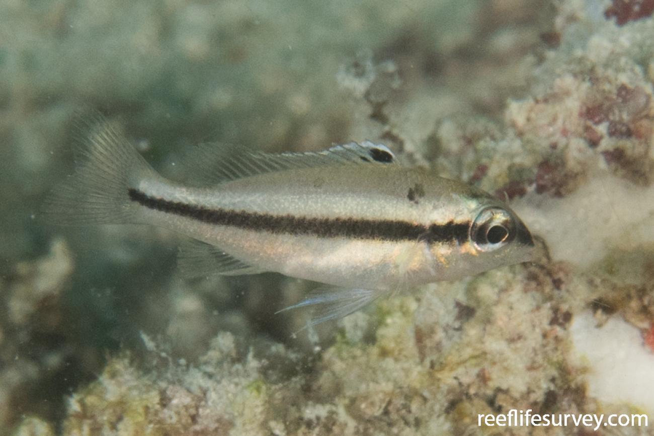 Scolopsis margaritifer - Pearly Monocle Bream | ReefLifeSurvey.com