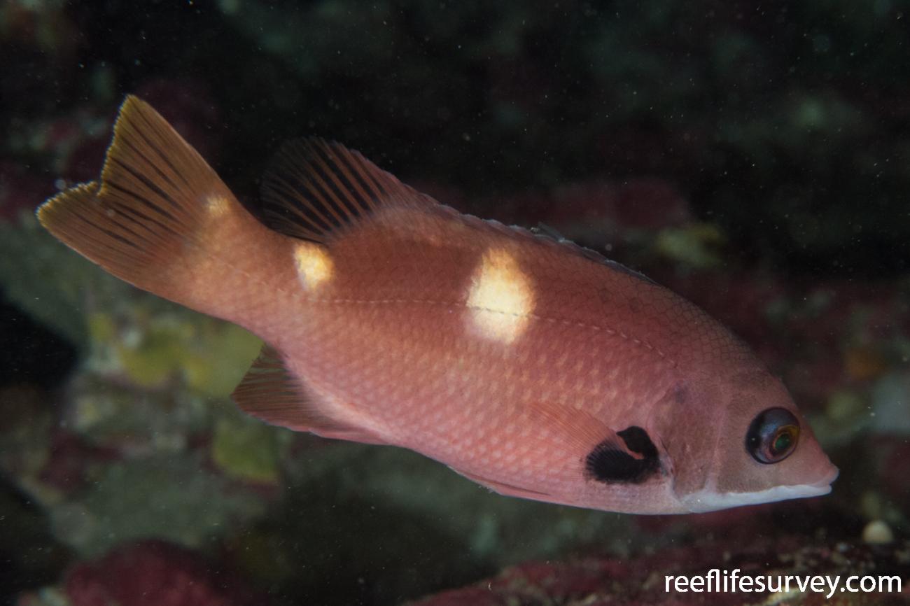 Bodianus frenchii - Foxfish | ReefLifeSurvey.com