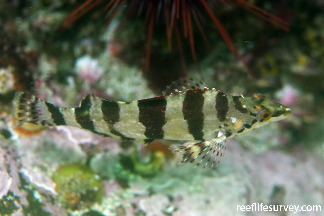 Oxylebius pictus - Painted Greenling | ReefLifeSurvey.com