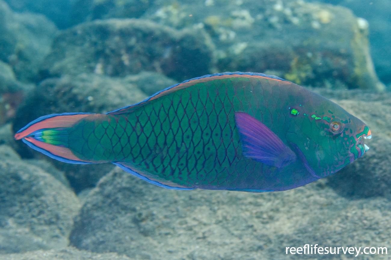 Scarus niger - Swarthy Parrotfish | ReefLifeSurvey.com