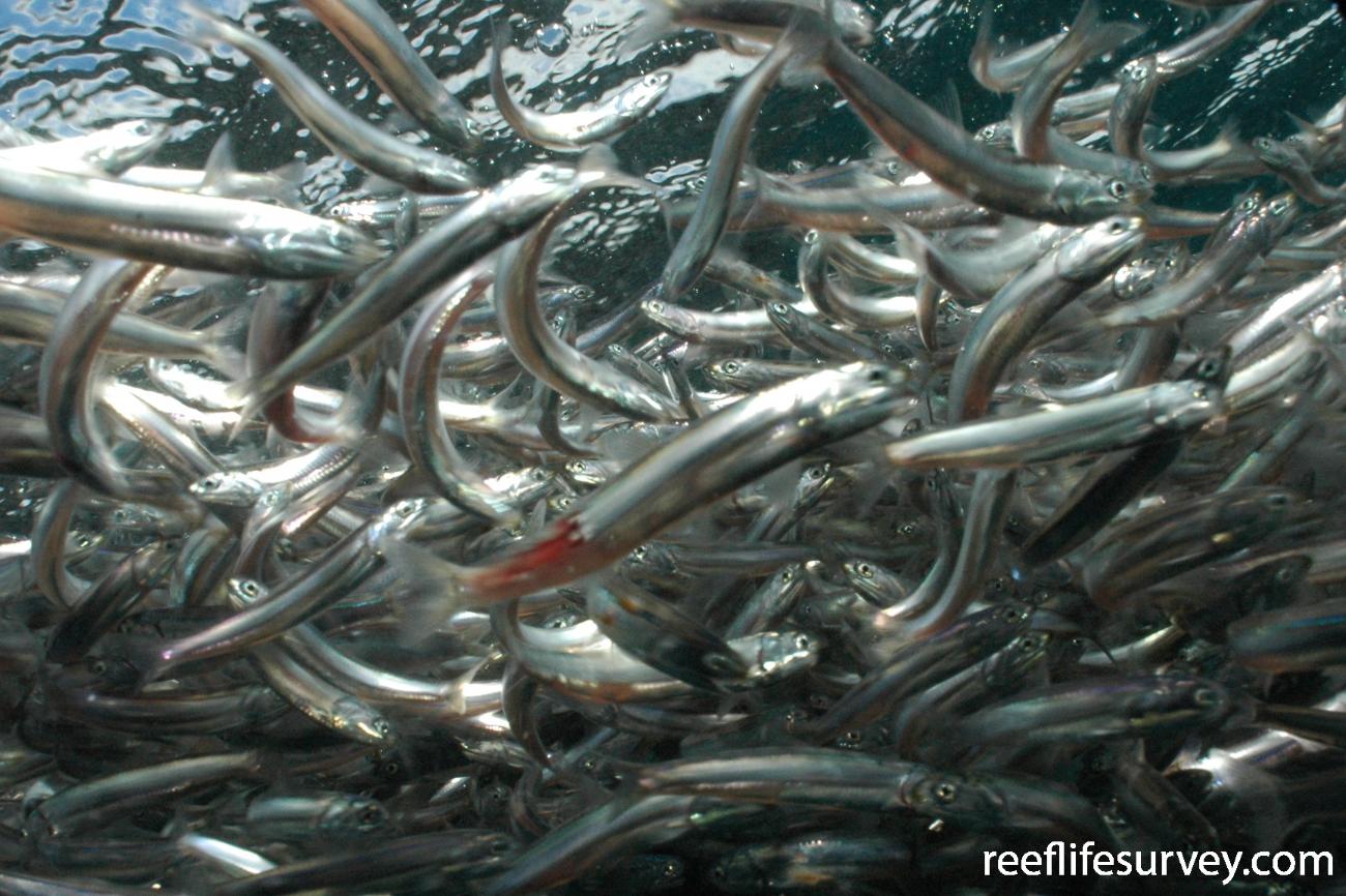 Engraulis australis - Australian Anchovy | ReefLifeSurvey.com