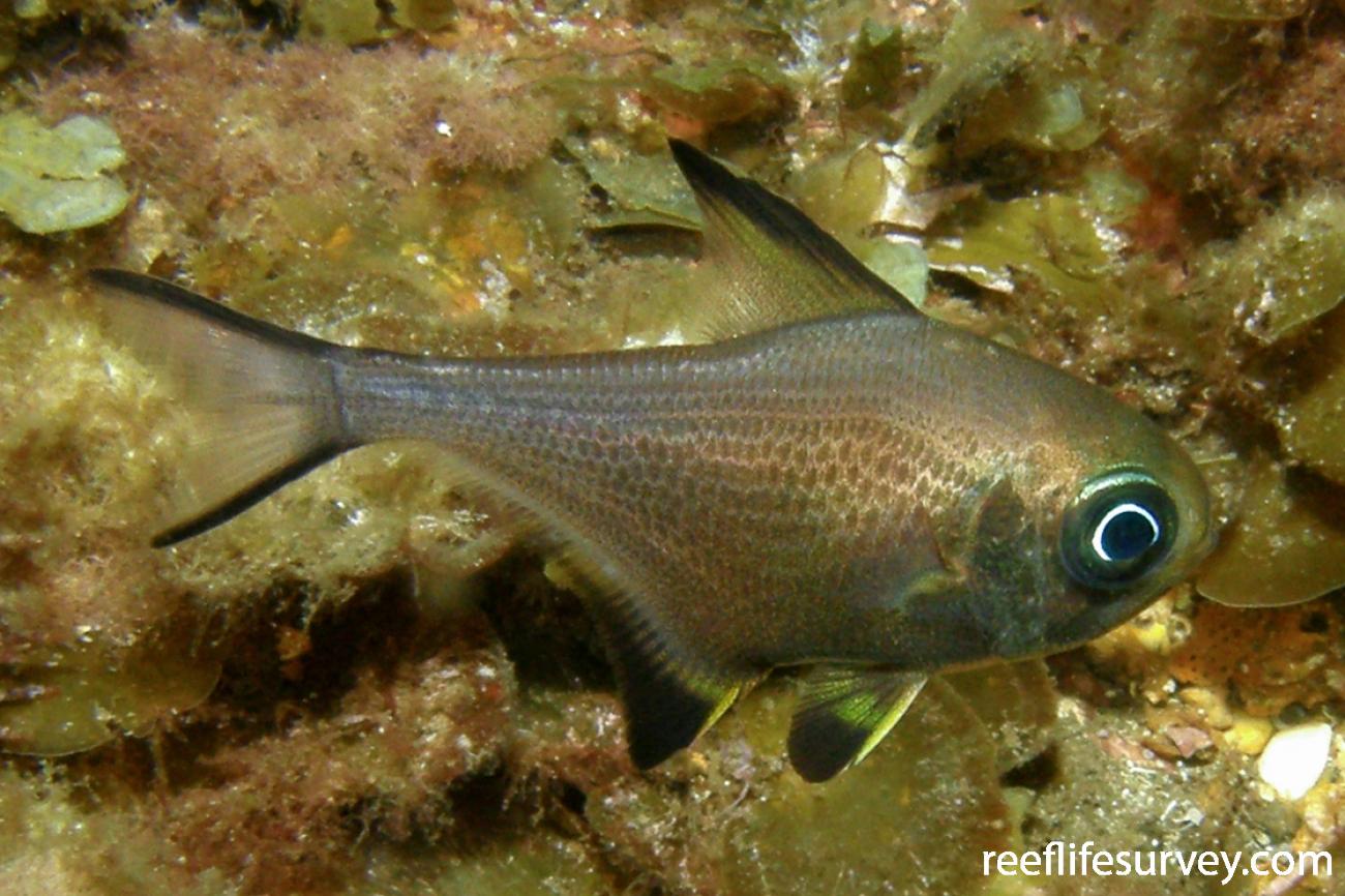 Pempheris multiradiata - Common Bullseye | ReefLifeSurvey.com