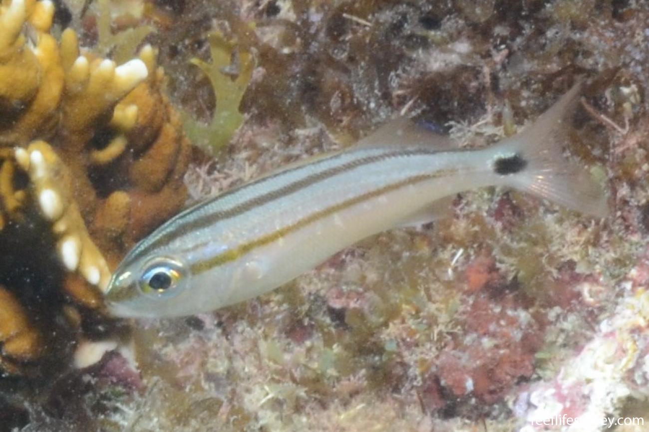 Haemulon aurolineatum - Tomtate Grunt | ReefLifeSurvey.com