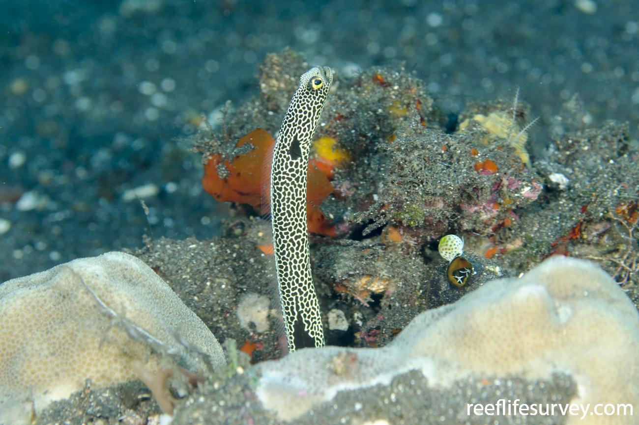 Heteroconger hassi - Spotted Garden Eel | ReefLifeSurvey.com