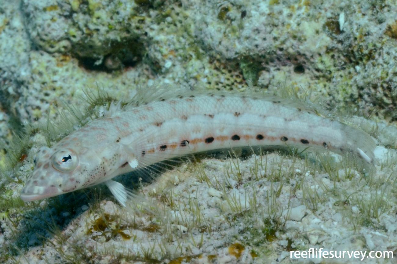 Parapercis millepunctata - Thousand Spot Grubfish | ReefLifeSurvey.com