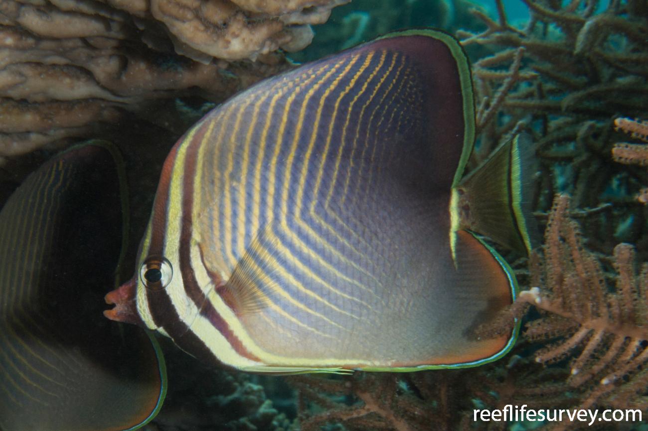 Chaetodon baronessa - Triangular Butterflyfish | ReefLifeSurvey.com