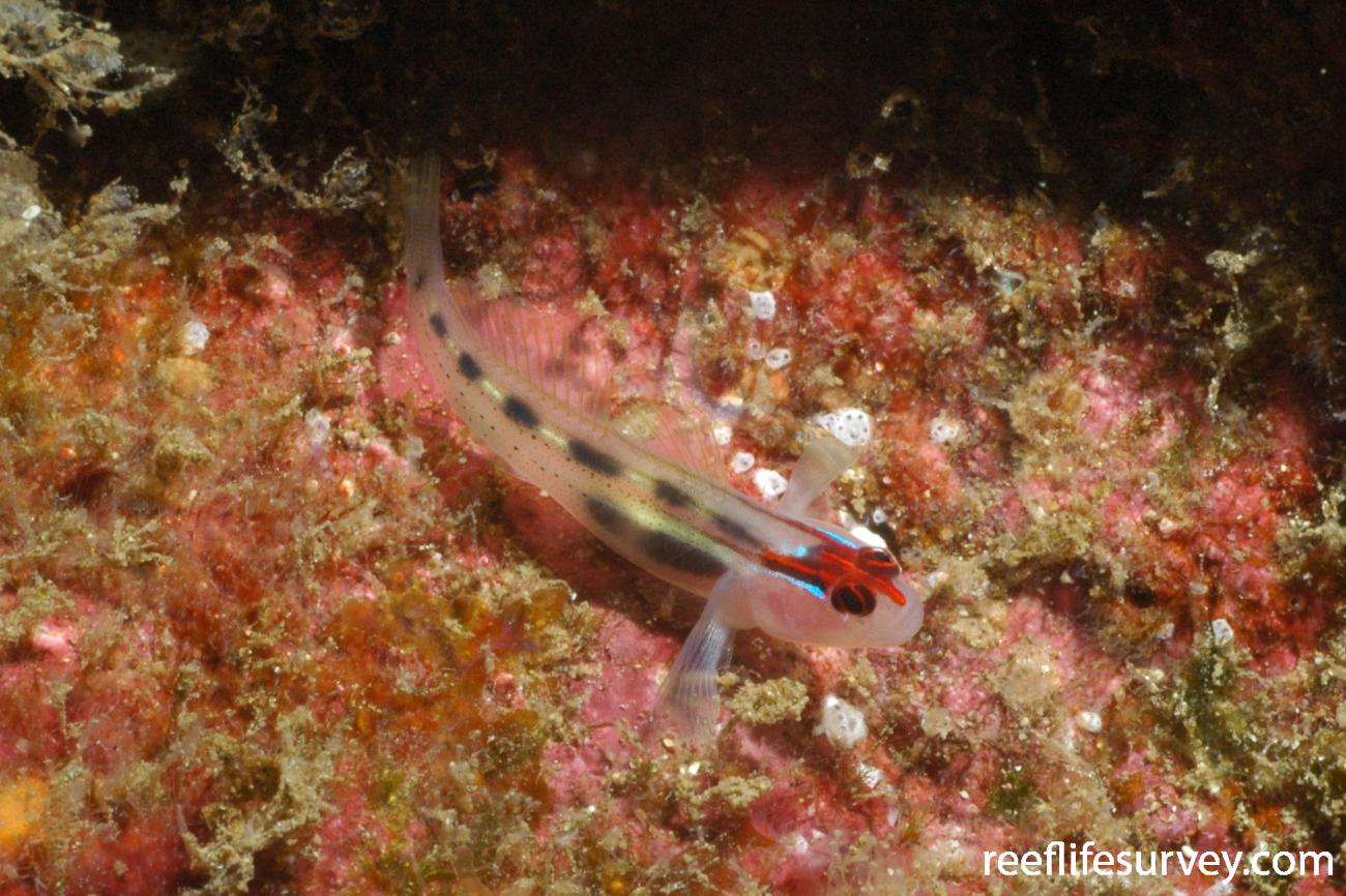 Elacatinus puncticulatus - Redhead Goby | ReefLifeSurvey.com