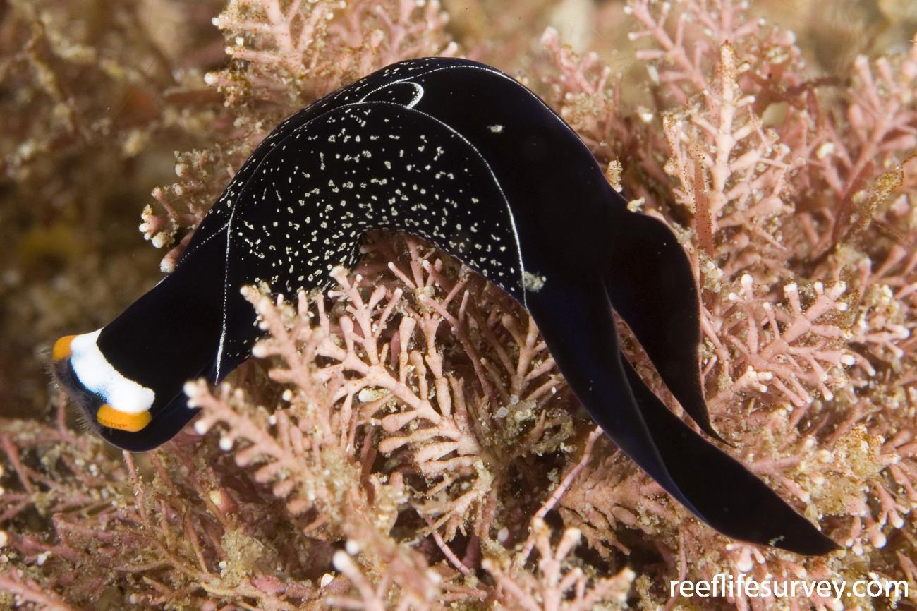 Chelidonura inornata - White Capped Swallowtail | ReefLifeSurvey.com