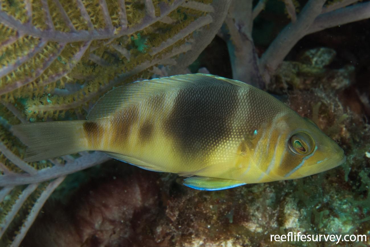 Hypoplectrus puella - Barred Hamlet | ReefLifeSurvey.com