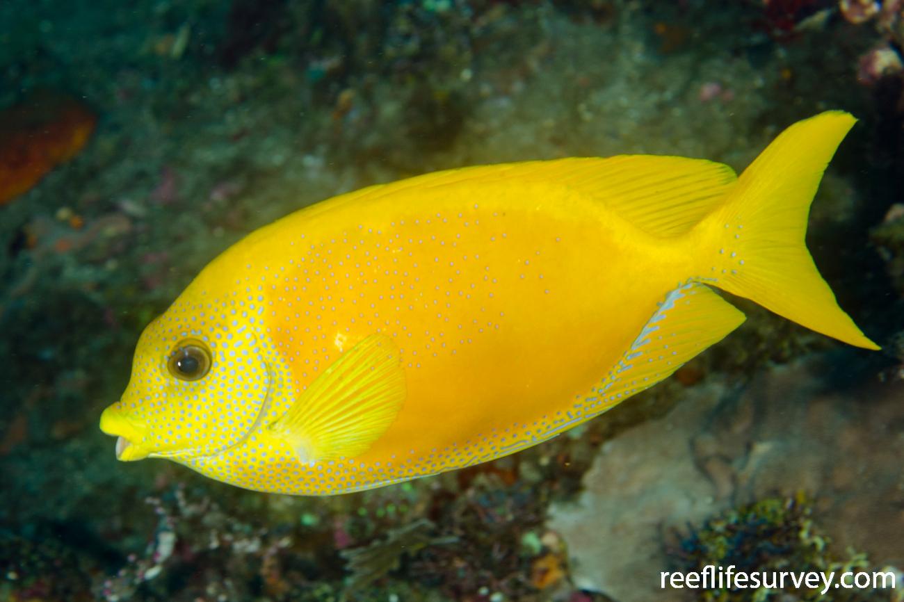 Siganus corallinus - Coral Rabbitfish | ReefLifeSurvey.com