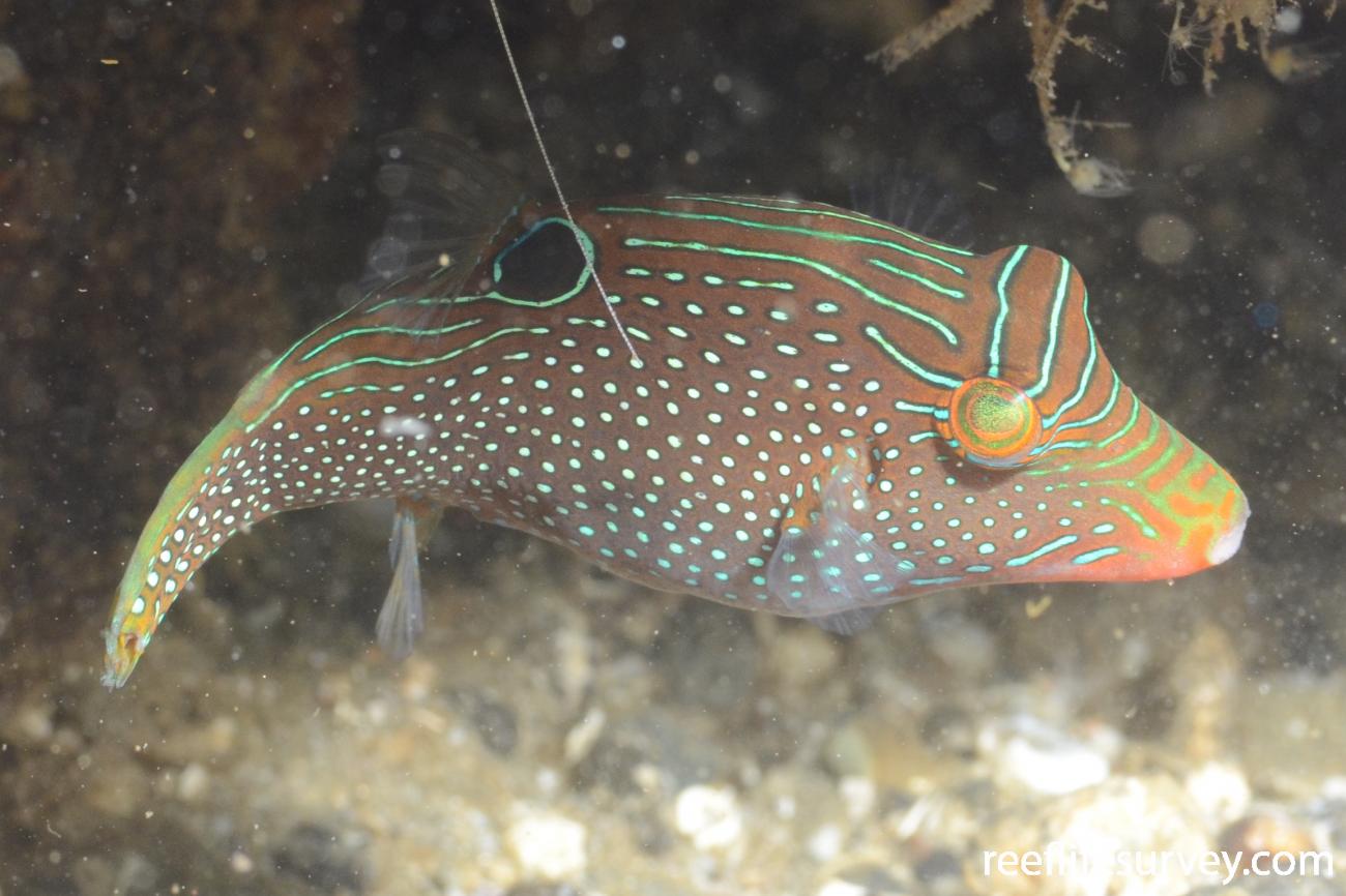 Canthigaster papua - Netted Toby | ReefLifeSurvey.com