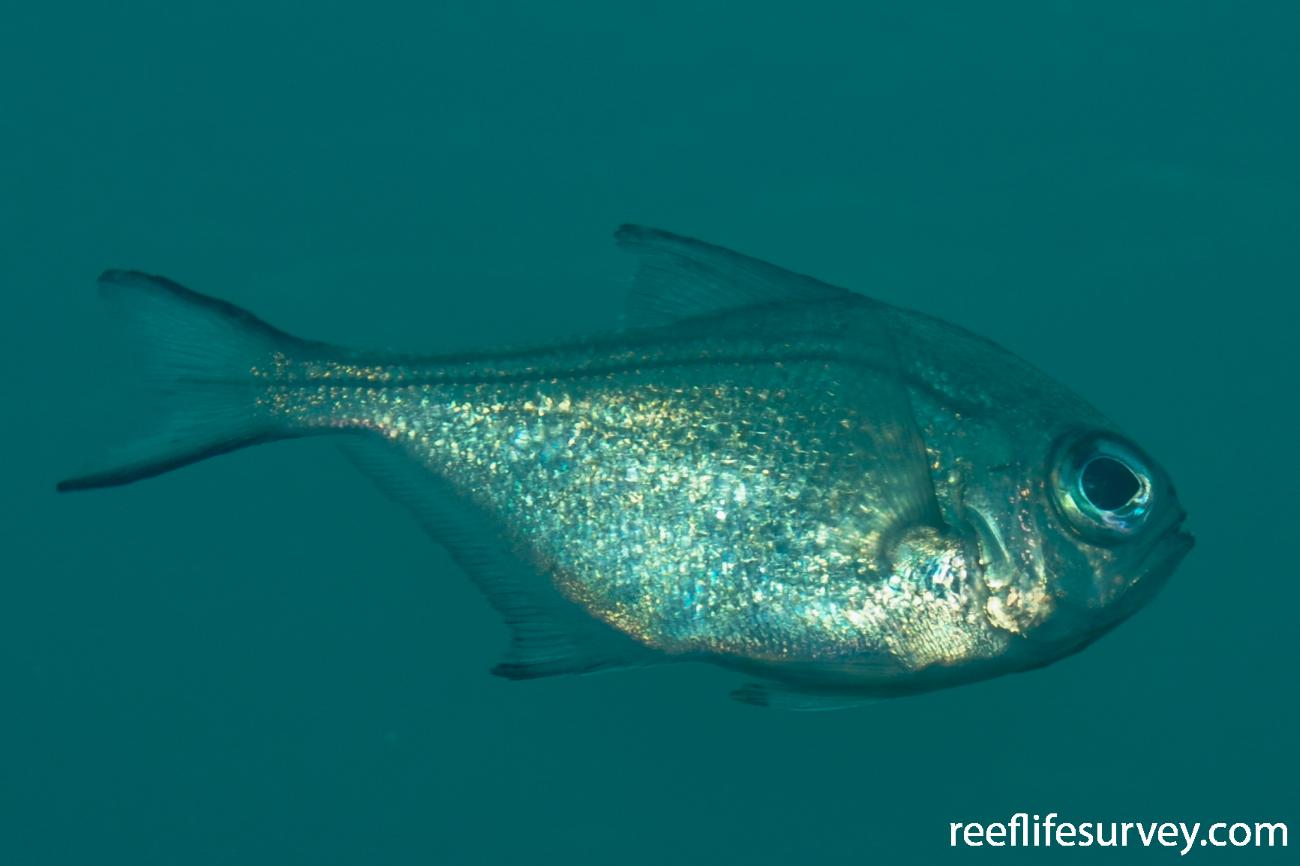 Pempheris multiradiata - Common Bullseye | ReefLifeSurvey.com