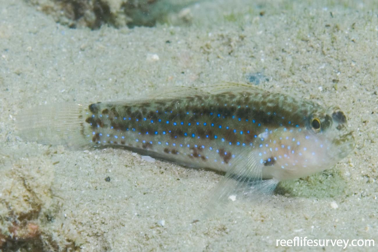 Asterropteryx semipunctata - Starry Goby | ReefLifeSurvey.com