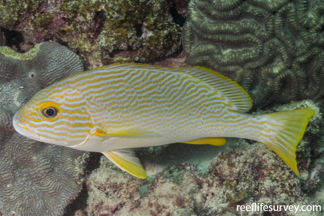 Plectorhinchus multivittatus - Manyline Sweetlips | ReefLifeSurvey.com